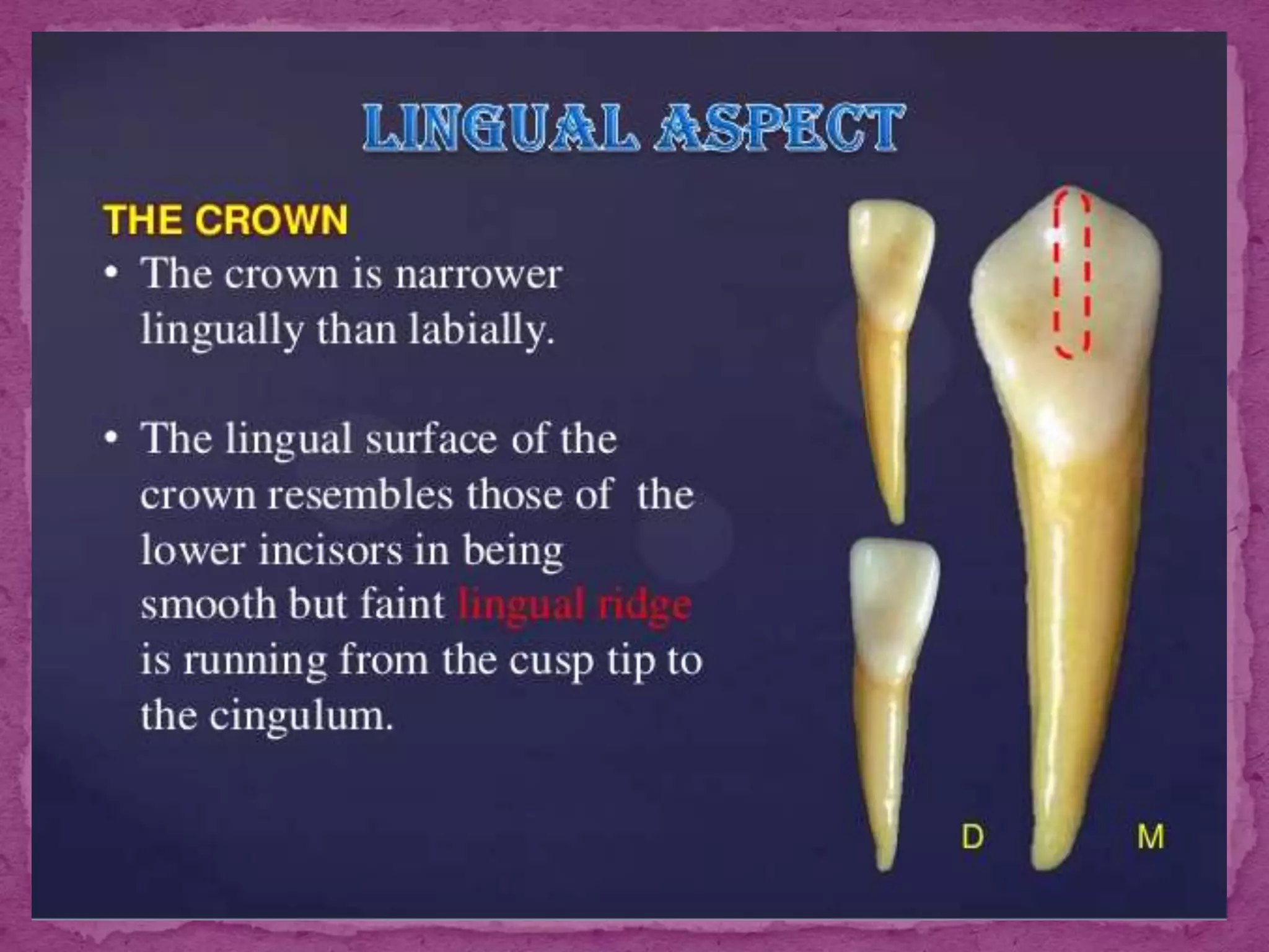 Permanent Mandibular Canine | PPTX