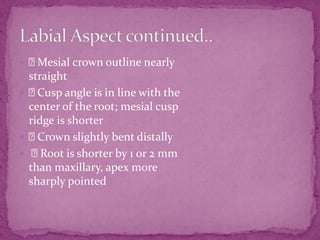 Permanent Mandibular Canine | PPTX