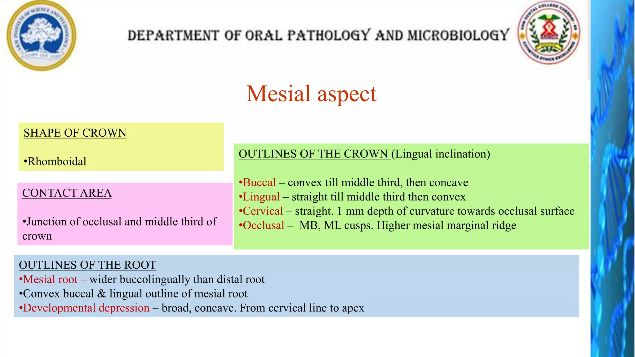 Permanent mandibular first molar | PPTX
