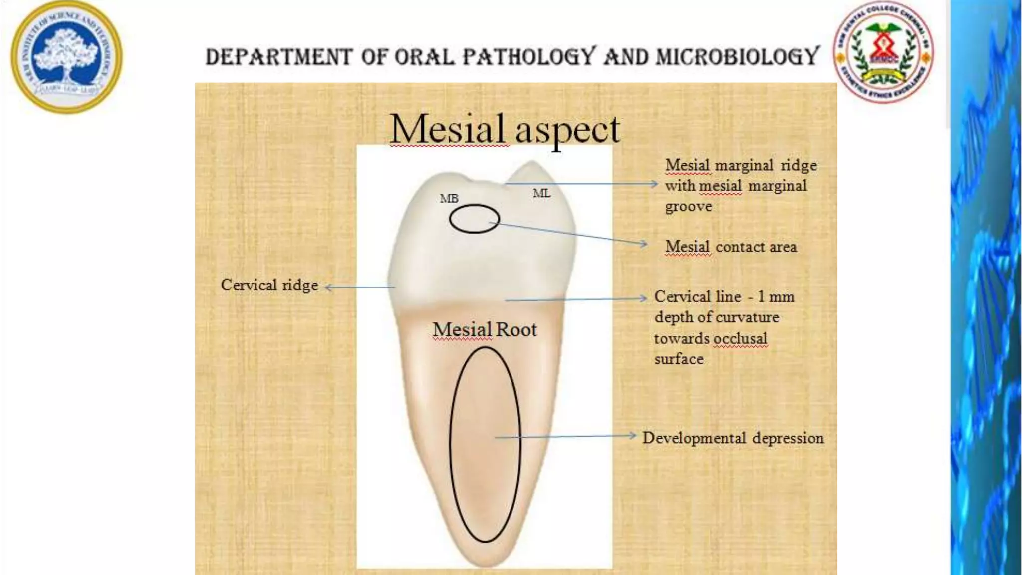 Permanent mandibular first molar | PPTX