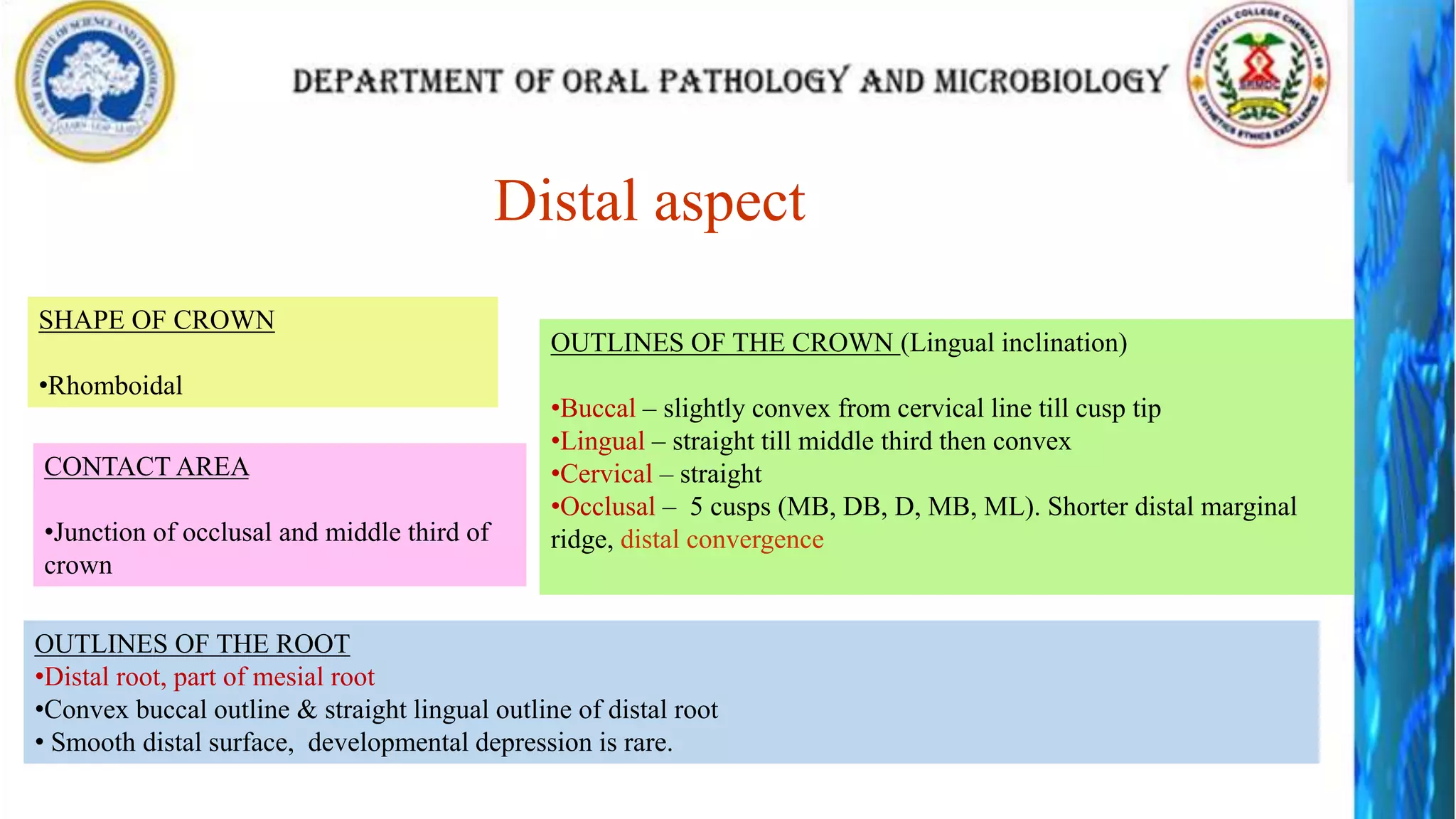 Permanent mandibular first molar | PPTX