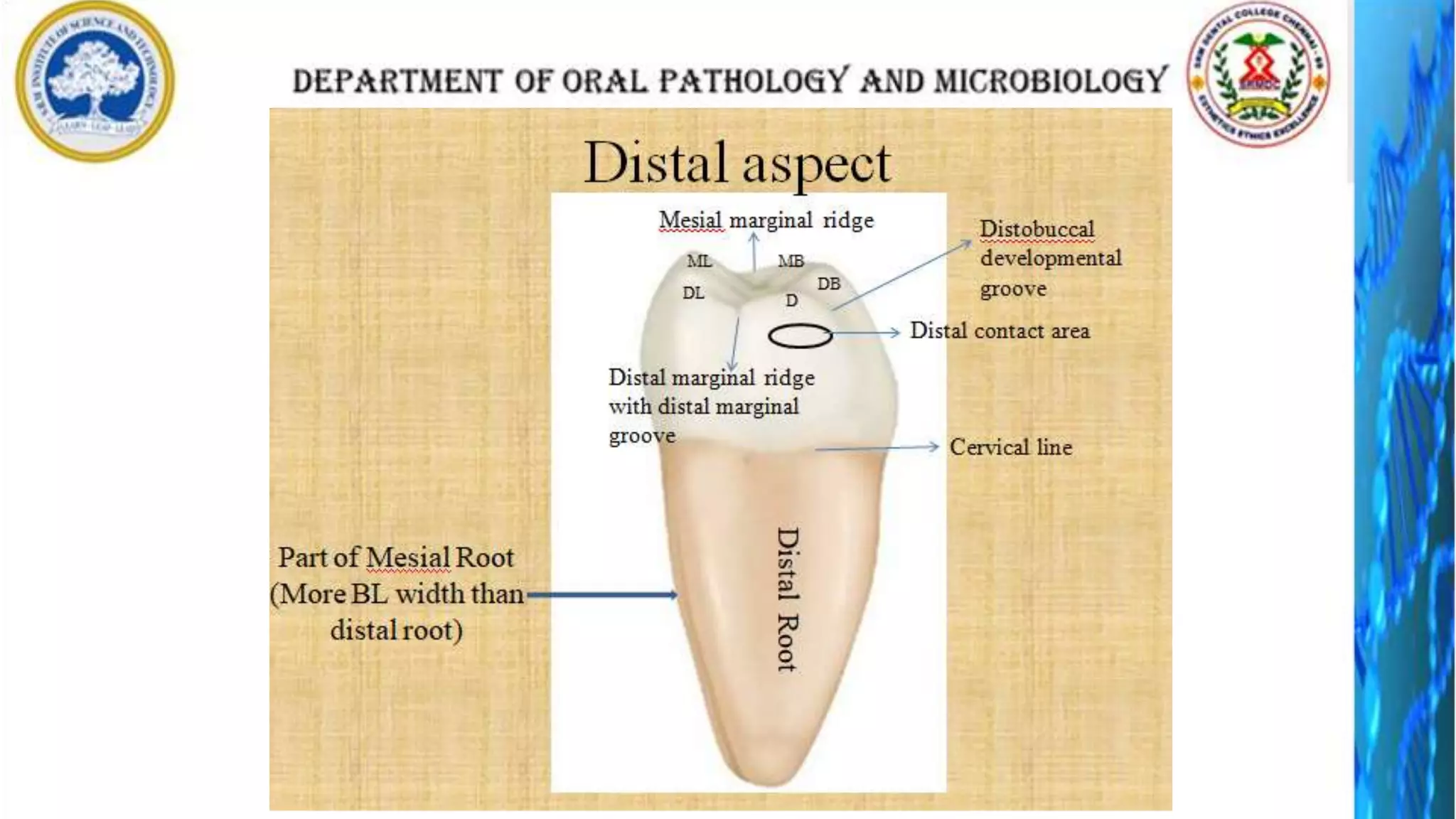 Permanent mandibular first molar | PPTX