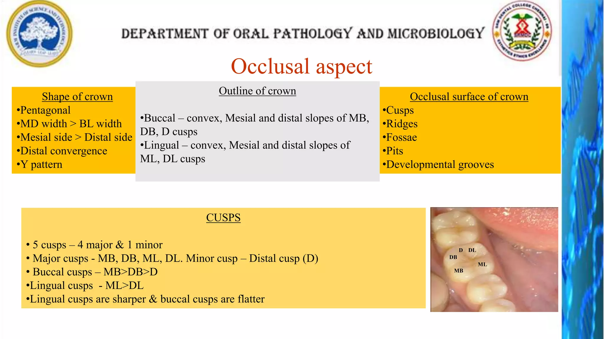 Permanent mandibular first molar | PPTX