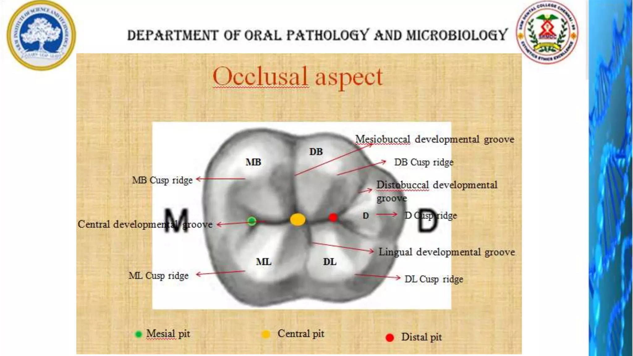 Permanent mandibular first molar | PPTX