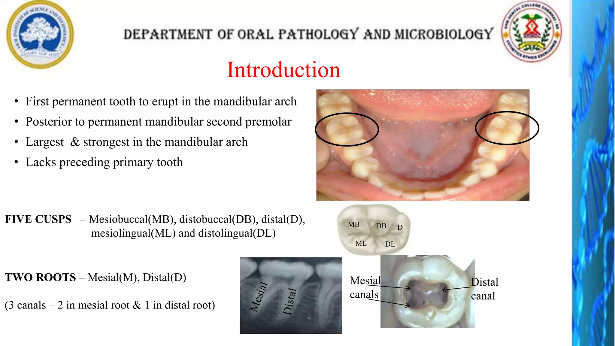 Permanent mandibular first molar | PPTX
