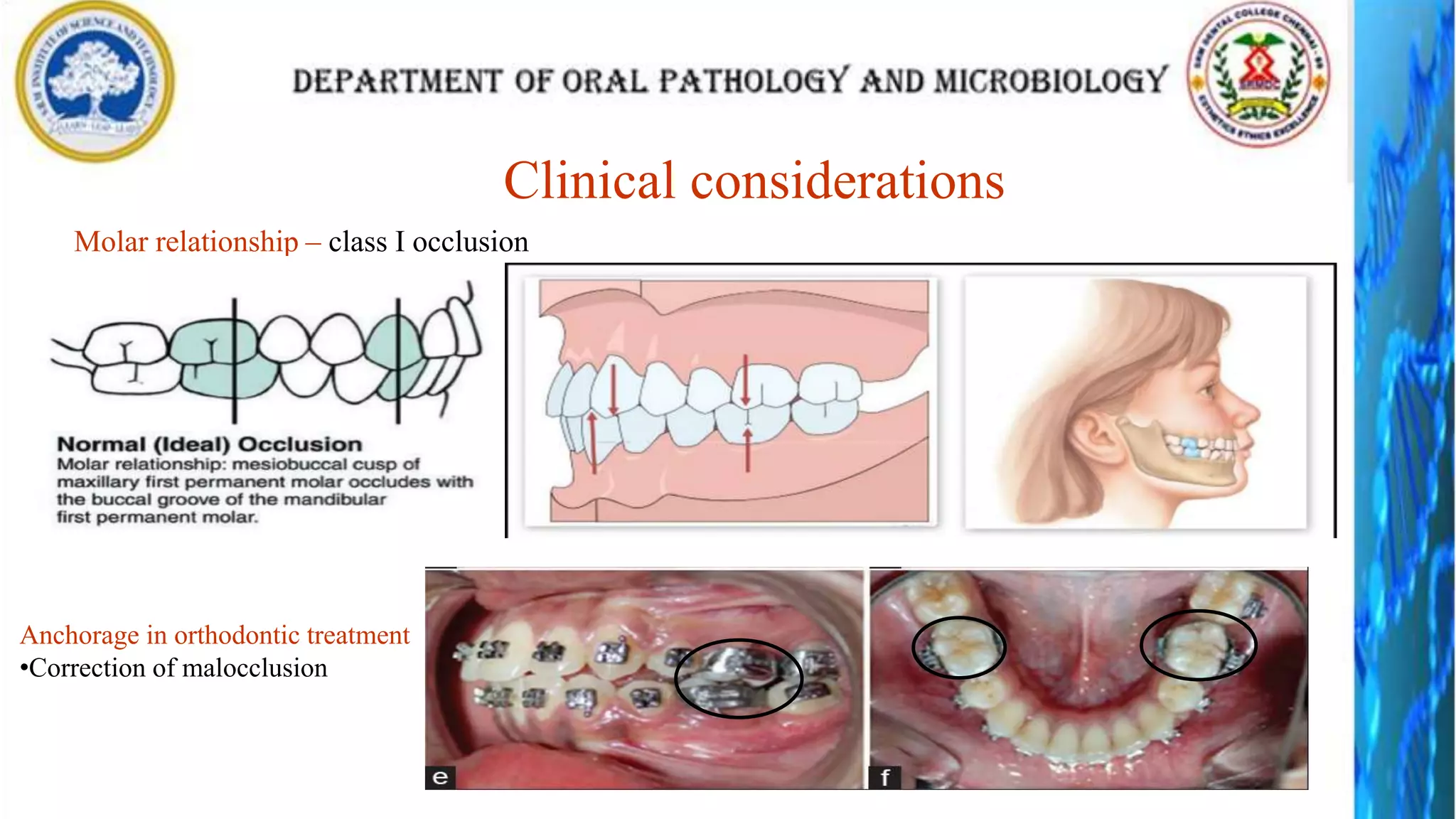 Permanent mandibular first molar | PPTX