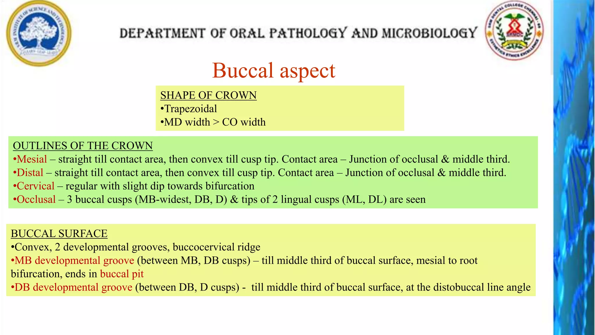 Permanent mandibular first molar | PPTX