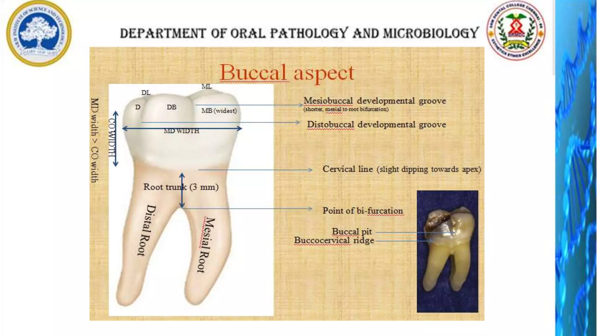 Permanent mandibular first molar | PPTX