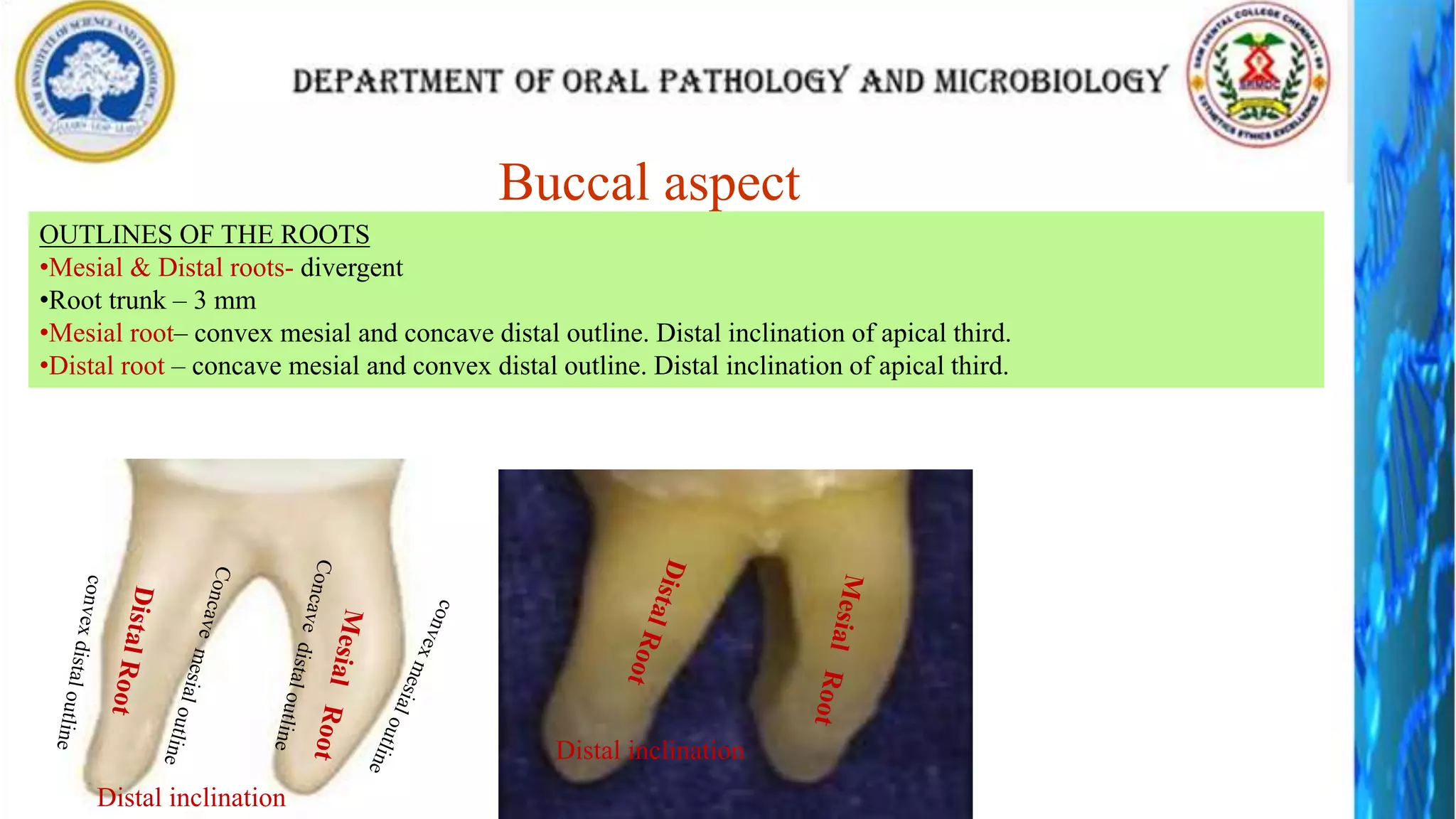 Permanent mandibular first molar | PPTX