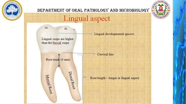 Permanent mandibular first molar | PPTX