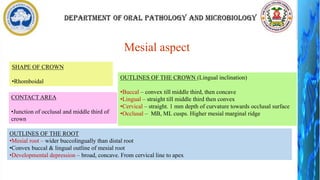 Permanent mandibular first molar | PPTX