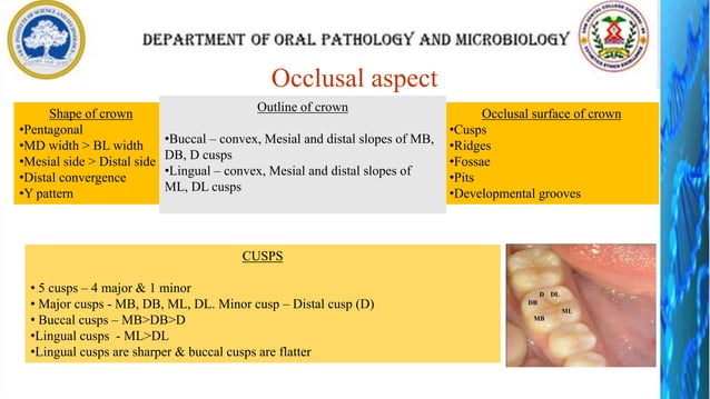 Permanent mandibular first molar | PPTX