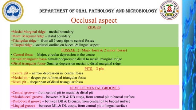 Permanent mandibular first molar | PPTX
