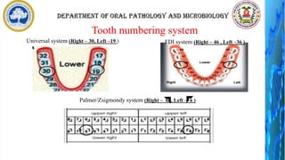 Permanent mandibular first molar | PPTX