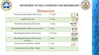Permanent mandibular first molar | PPTX