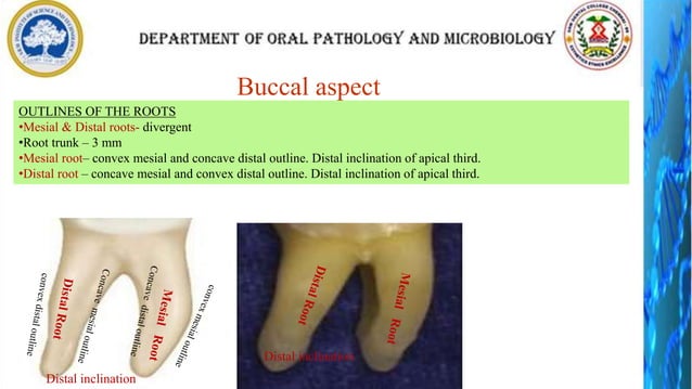 Permanent mandibular first molar | PPTX