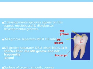 PERMANENTMANDIBULAR FIRST MOLAR -Oral pathology is a dental specialty ...