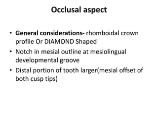 Permanent mandibular first premolar | PPTX