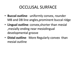 Permanent mandibular first premolar | PPTX