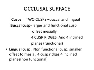 Permanent mandibular first premolar | PPTX