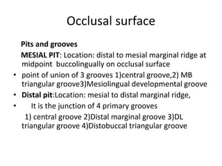 Permanent mandibular first premolar | PPTX