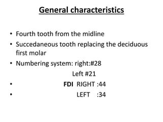 Permanent mandibular first premolar | PPTX