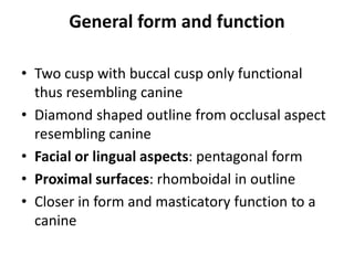 Permanent mandibular first premolar | PPTX