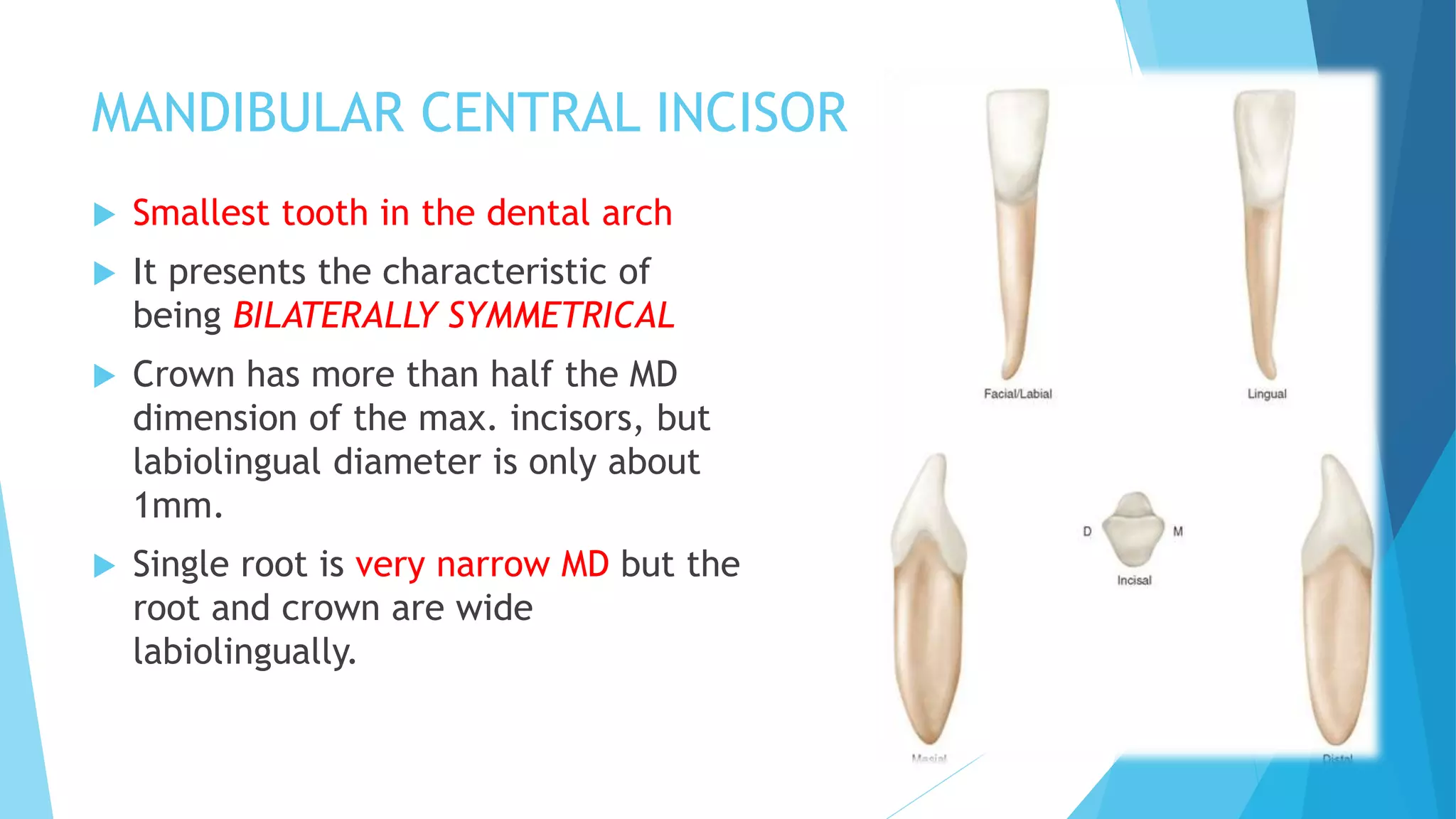 PERMANENT MANDIBULAR CENTRAL INCISOR | PPTX