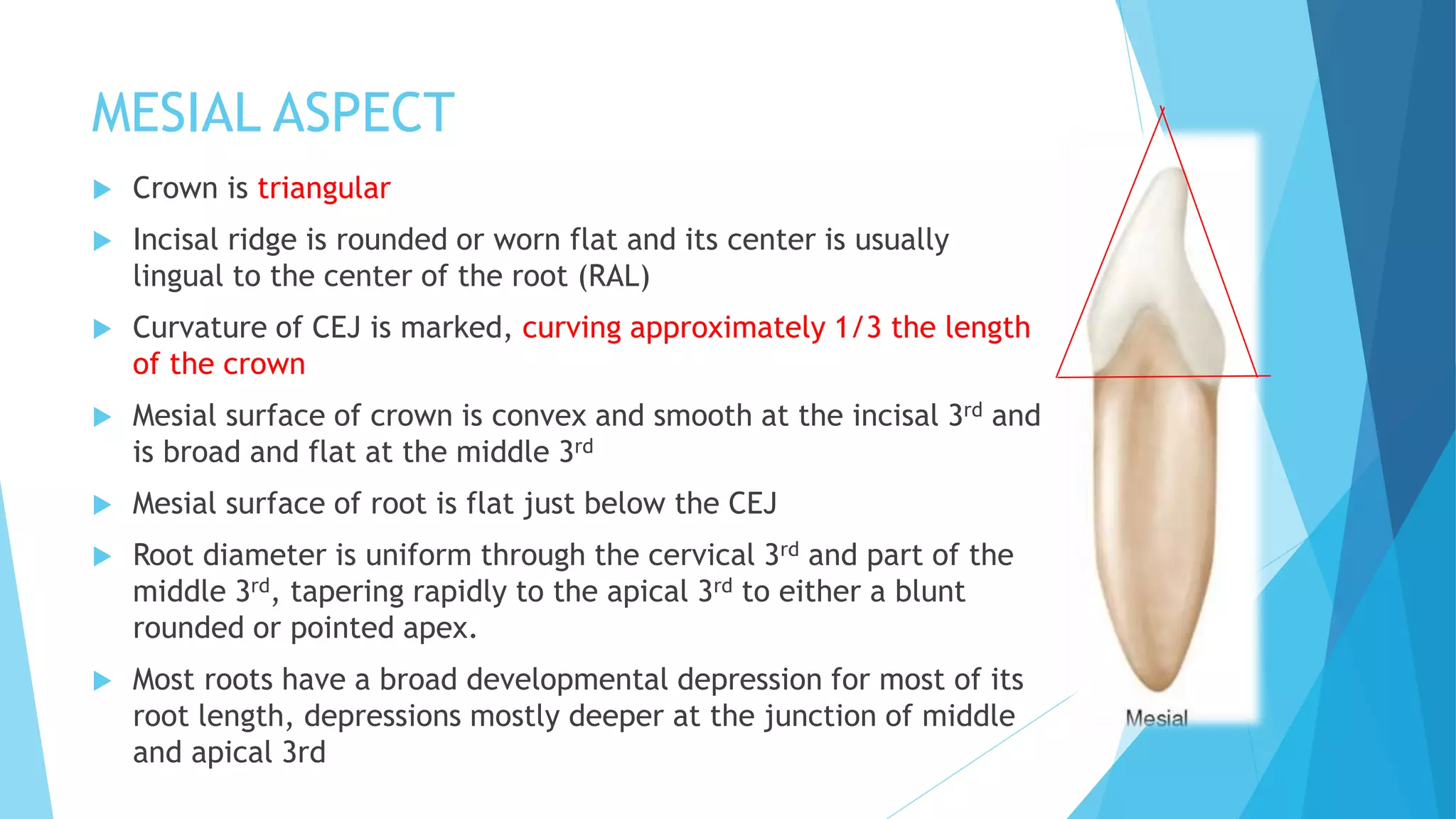 PERMANENT MANDIBULAR CENTRAL INCISOR | PPTX