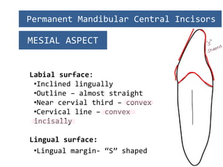 Permanent Mandibular Incisors PPT_221103_133254.pdf