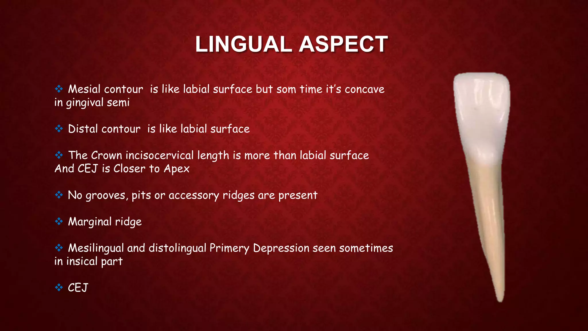 Dental Anatomy of Mandibular Incisors permanent teeth | PPTX