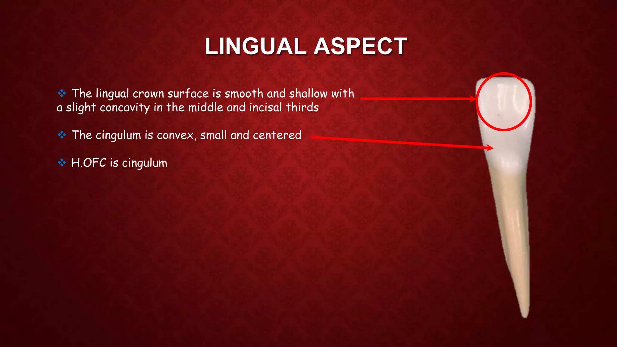 Dental Anatomy of Mandibular Incisors permanent teeth | PPTX | Dental ...