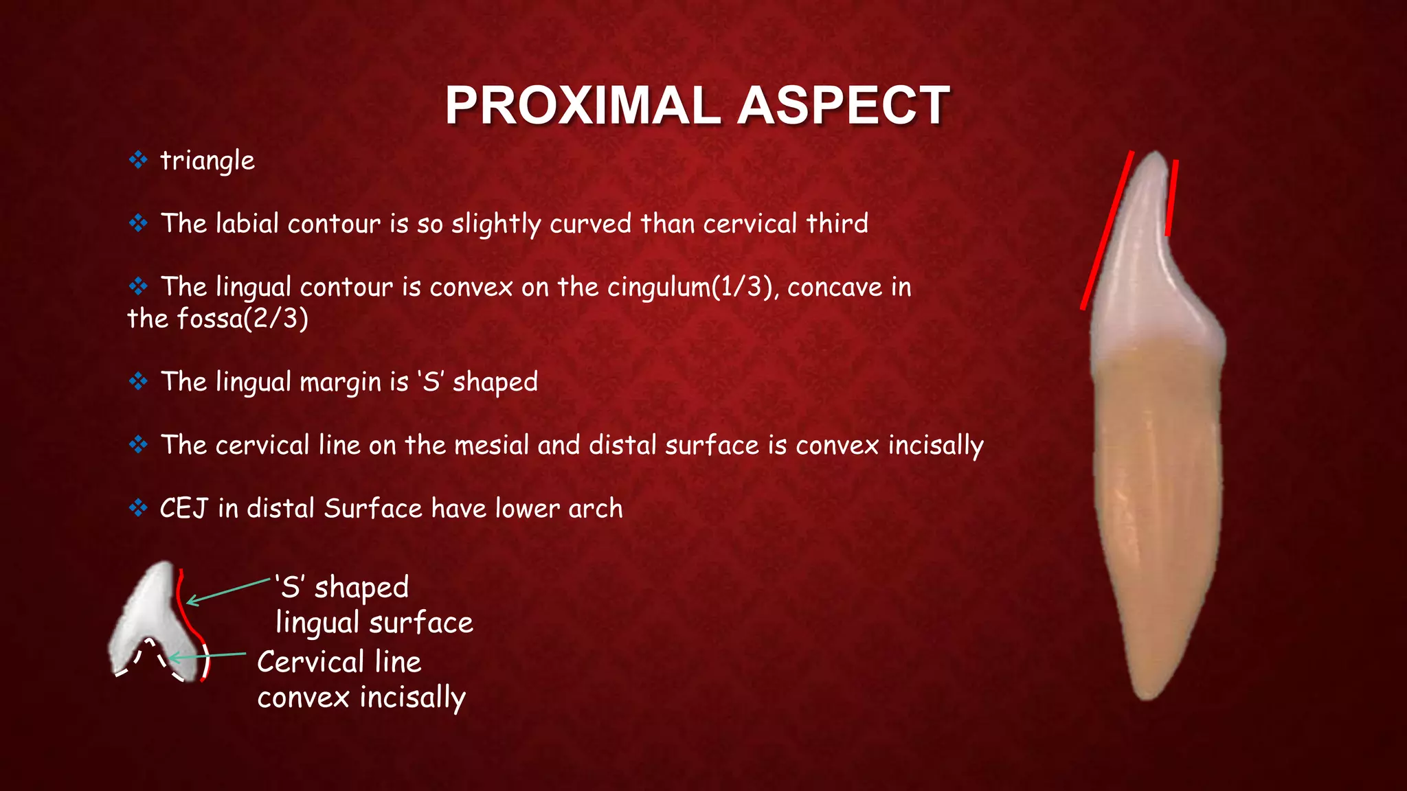Dental Anatomy of Mandibular Incisors permanent teeth | PPTX