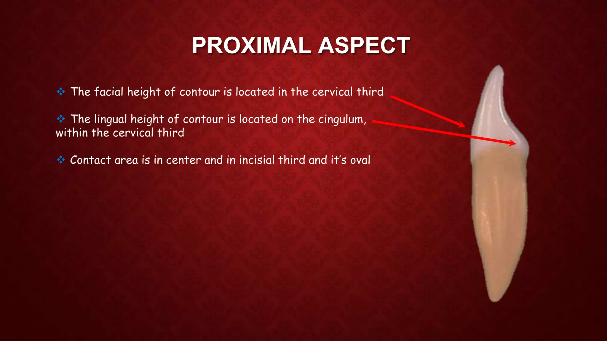 Dental Anatomy of Mandibular Incisors permanent teeth | PPTX
