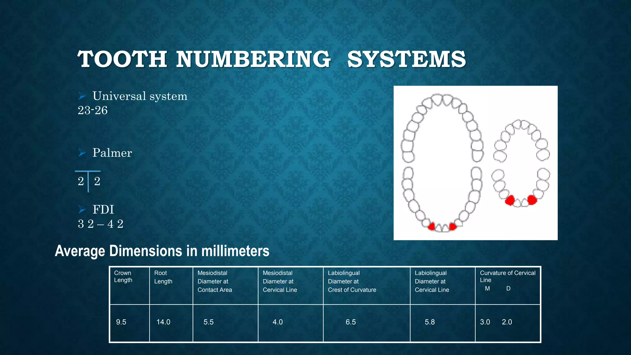 Dental Anatomy of Mandibular Incisors permanent teeth | PPTX