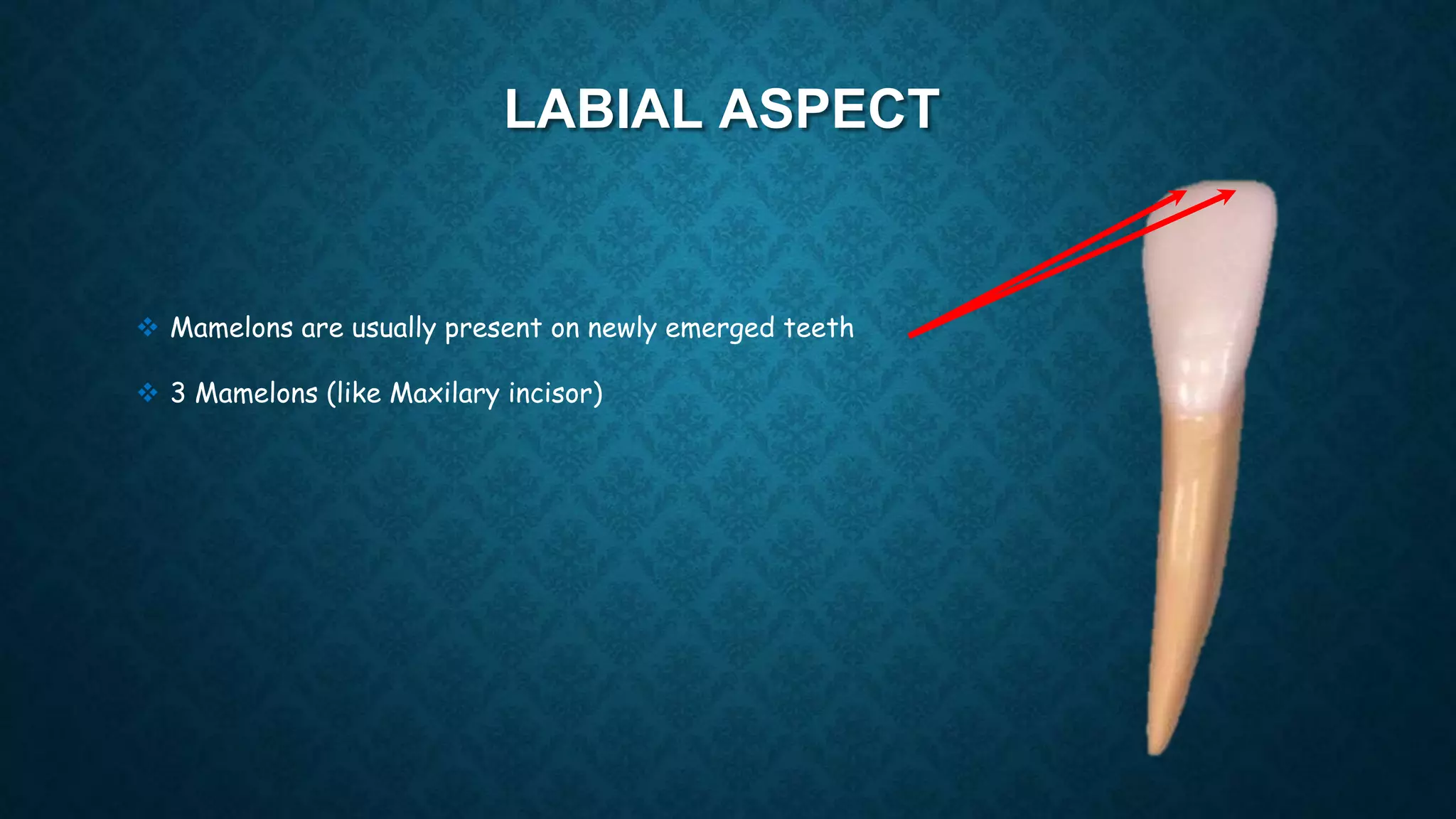 Dental Anatomy of Mandibular Incisors permanent teeth | PPTX