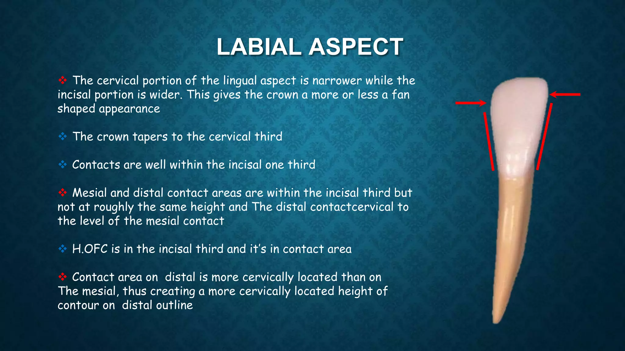 Dental Anatomy of Mandibular Incisors permanent teeth | PPTX