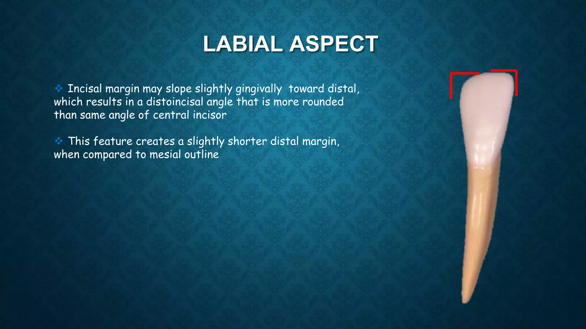 Dental Anatomy of Mandibular Incisors permanent teeth | PPTX
