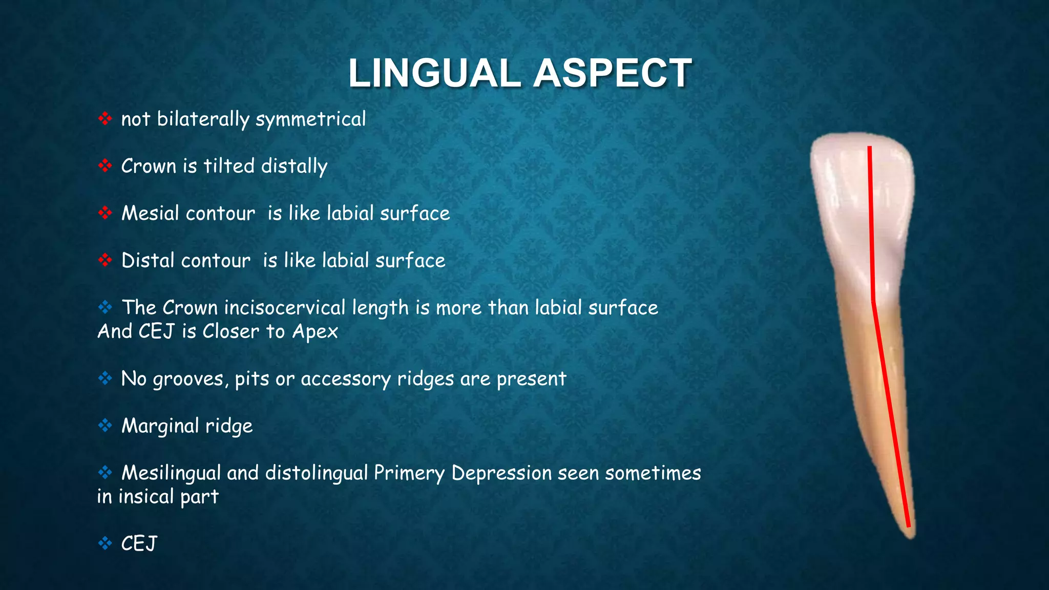 Dental Anatomy of Mandibular Incisors permanent teeth | PPTX