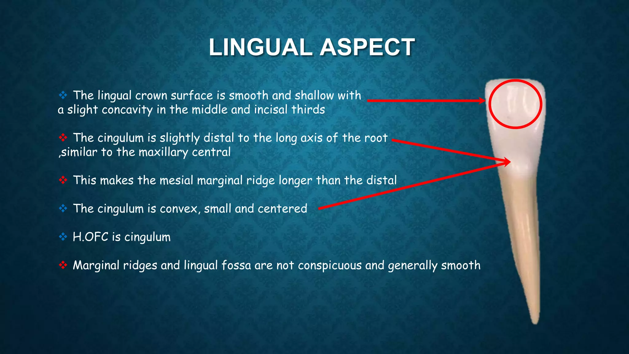 Dental Anatomy of Mandibular Incisors permanent teeth | PPTX