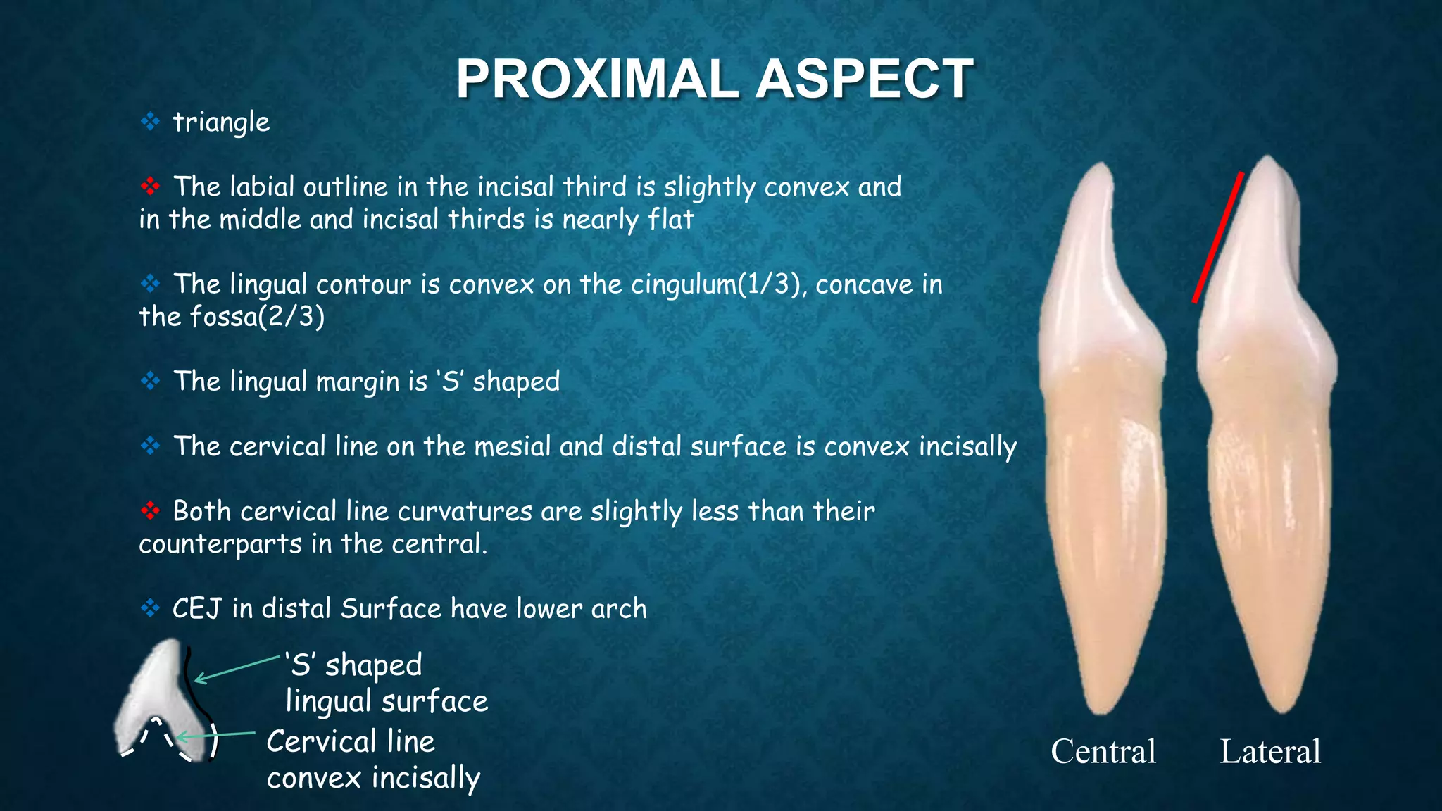Dental Anatomy of Mandibular Incisors permanent teeth | PPTX