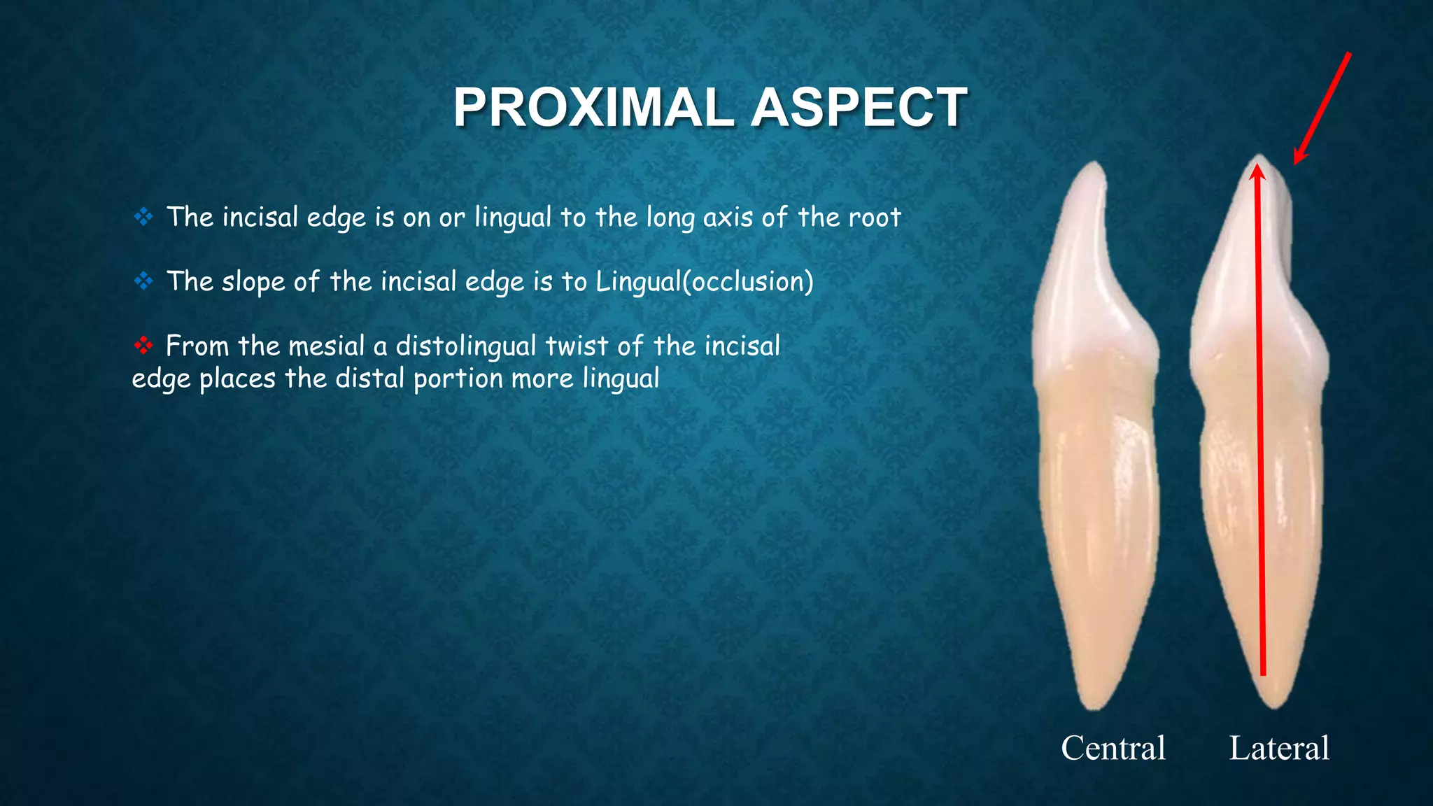 Dental Anatomy of Mandibular Incisors permanent teeth | PPTX