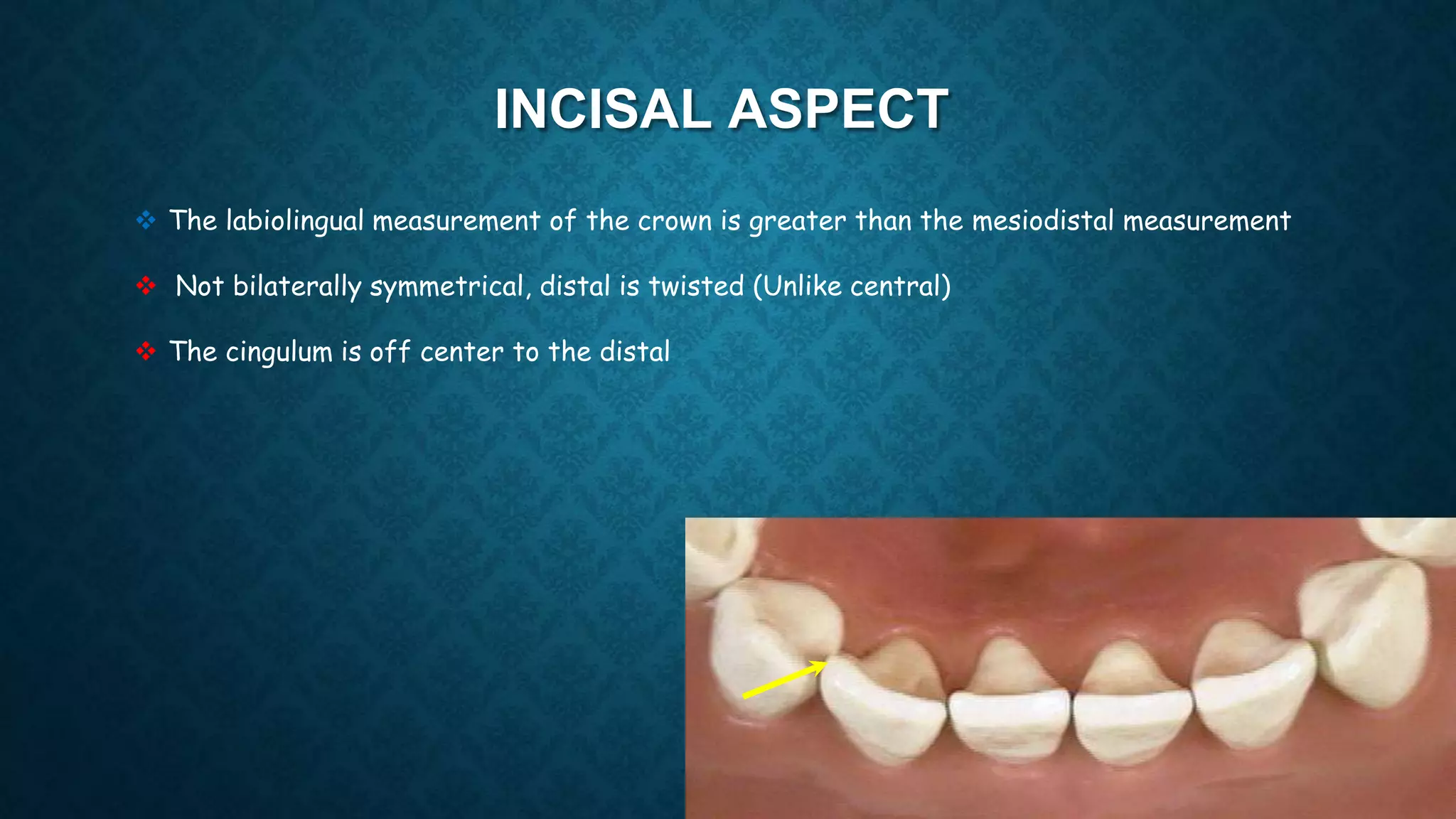 Dental Anatomy of Mandibular Incisors permanent teeth | PPTX
