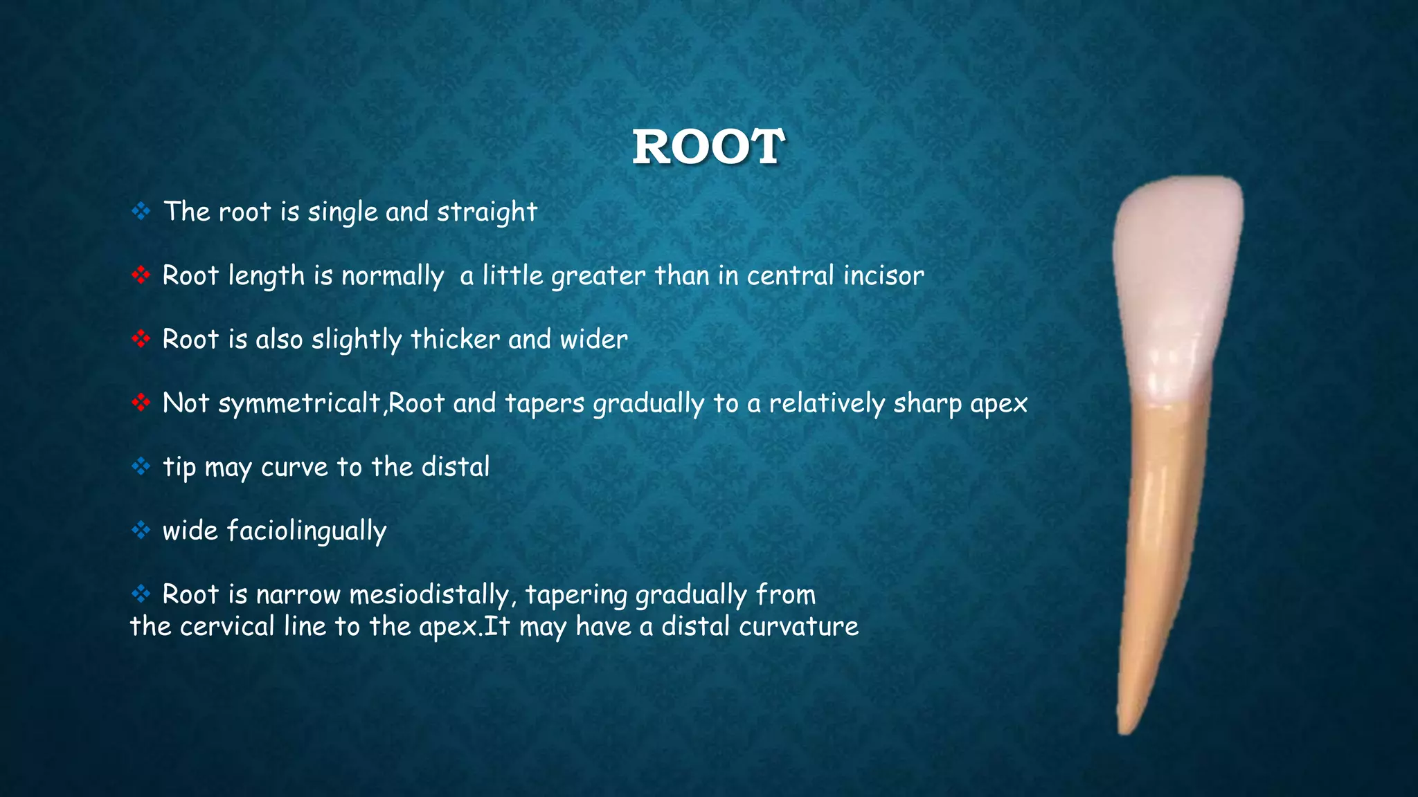 Dental Anatomy of Mandibular Incisors permanent teeth | PPTX