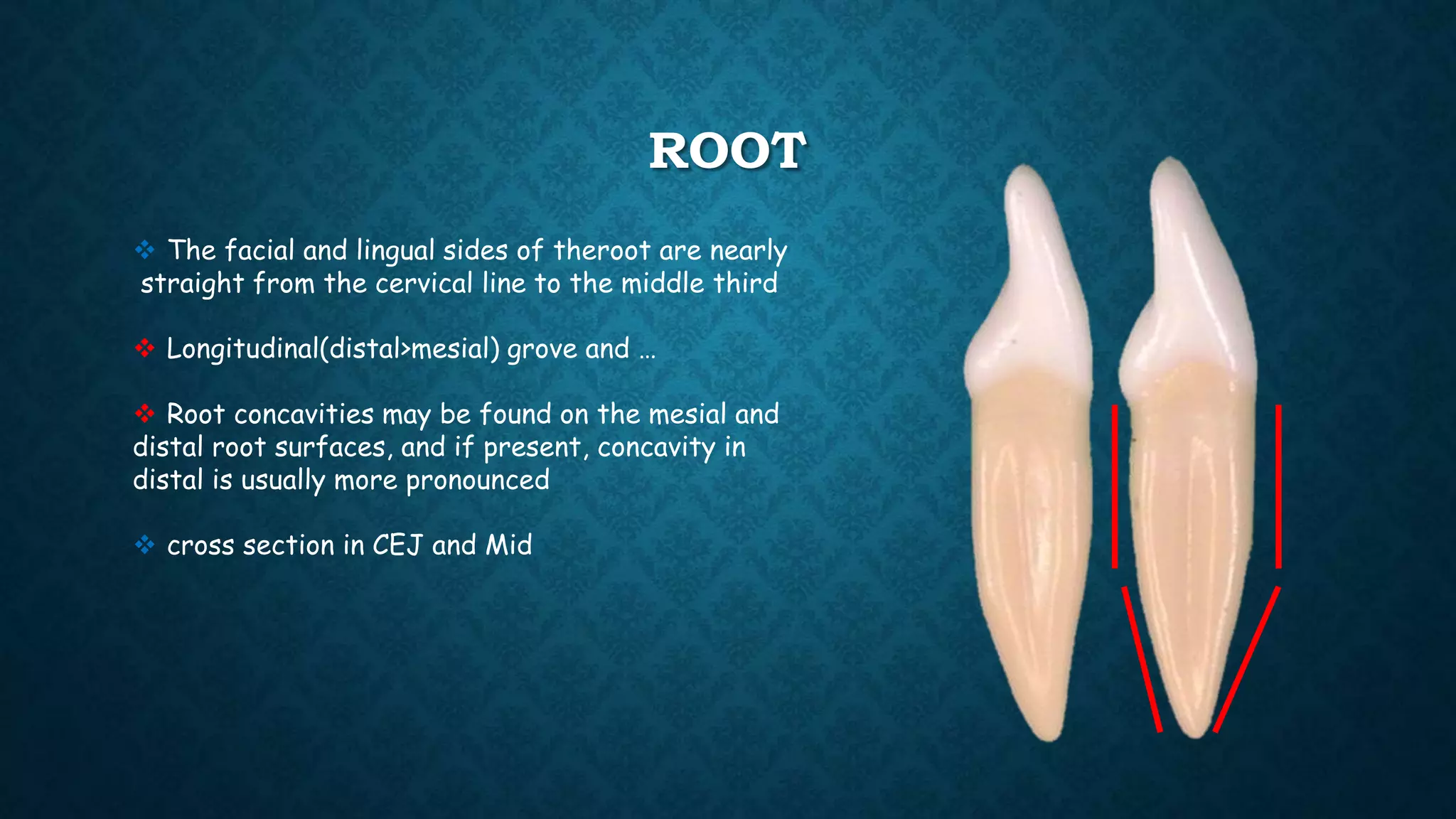 Dental Anatomy of Mandibular Incisors permanent teeth | PPTX