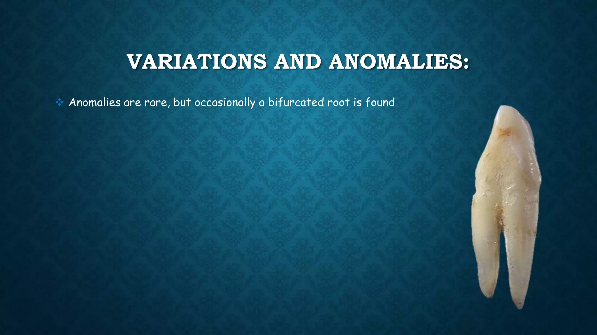 Dental Anatomy of Mandibular Incisors permanent teeth | PPTX