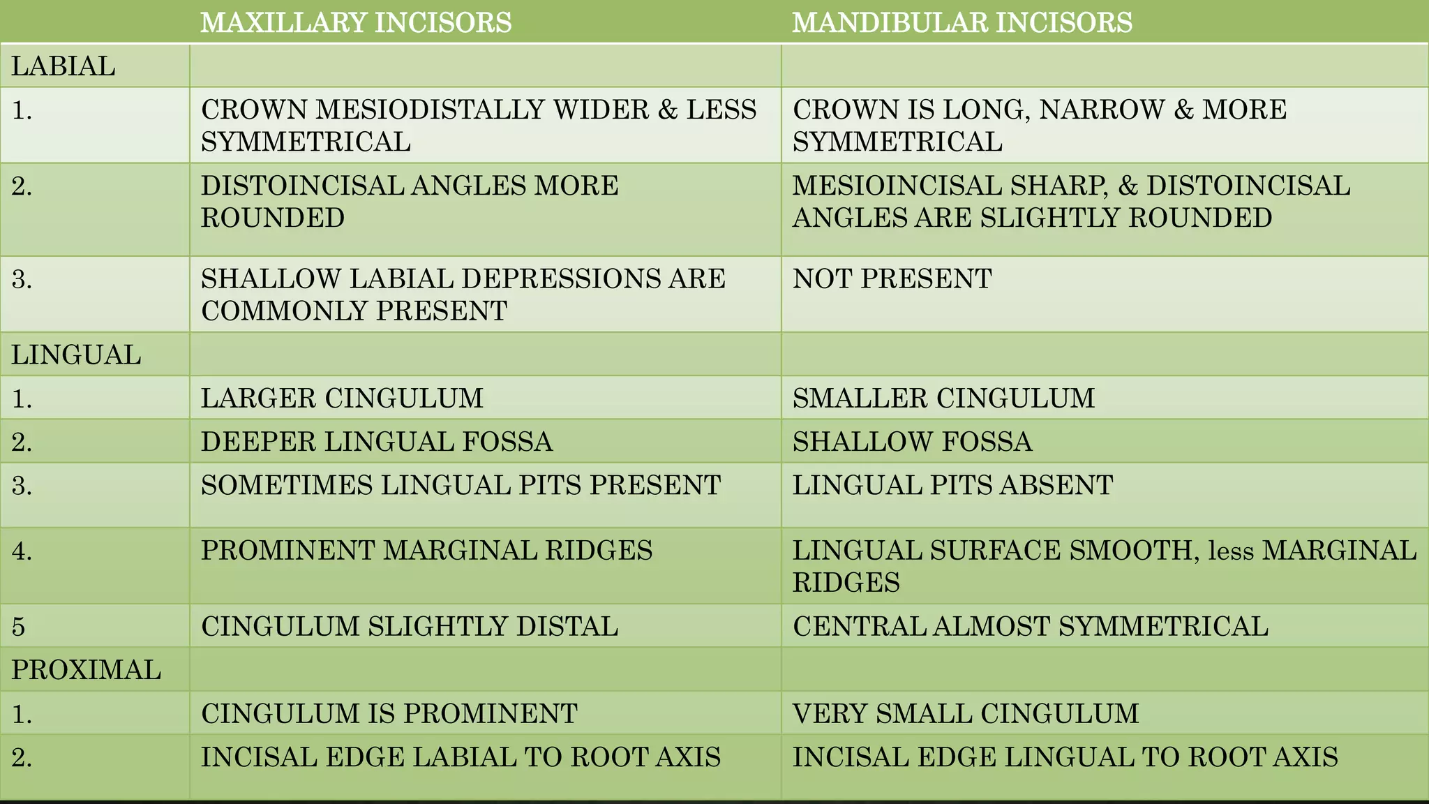 Dental Anatomy of Mandibular Incisors permanent teeth | PPTX | Dental ...