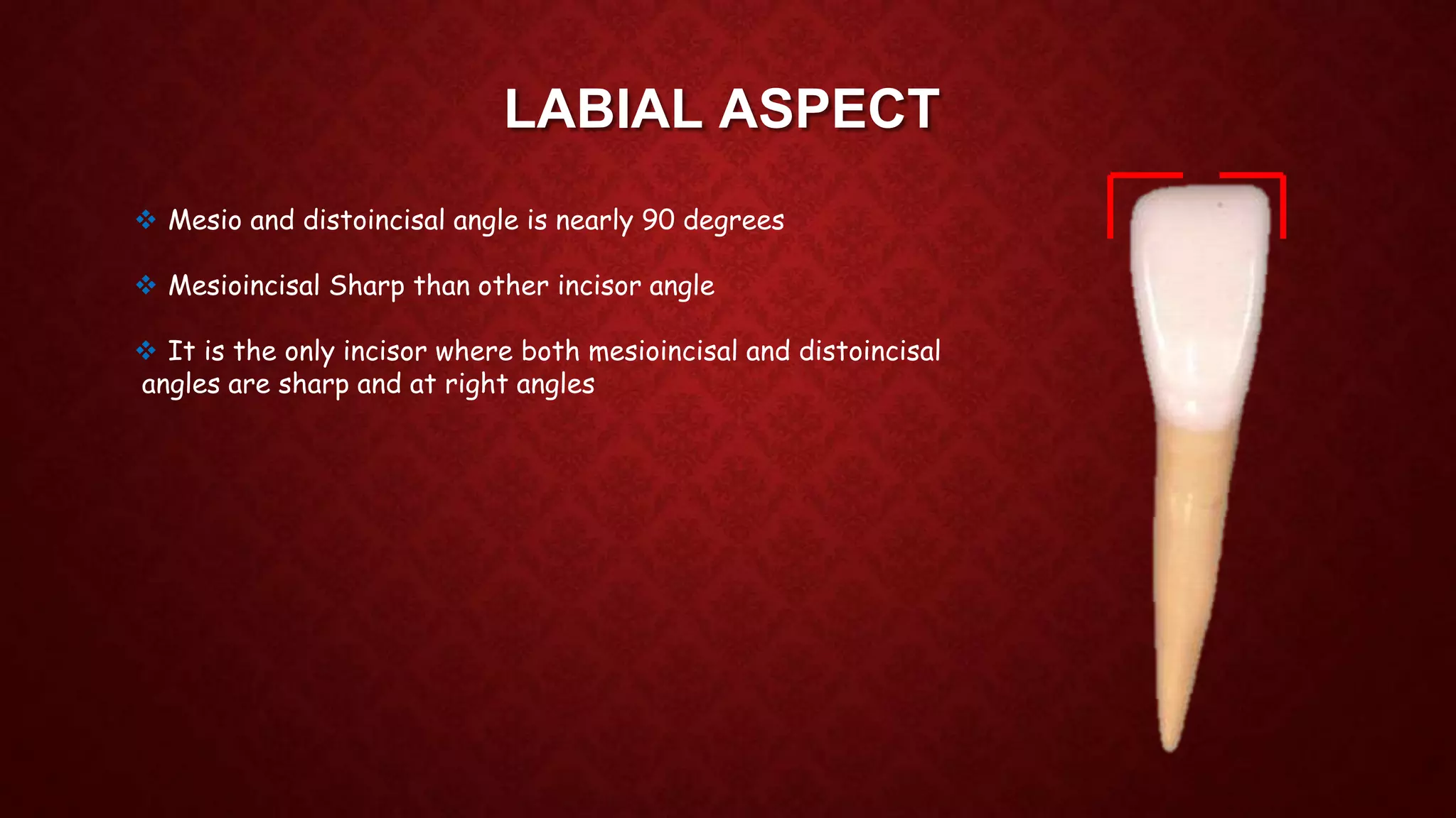 Dental Anatomy of Mandibular Incisors permanent teeth | PPTX | Dental ...