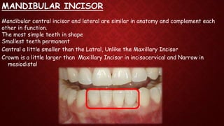Dental Anatomy of Mandibular Incisors permanent teeth | PPTX
