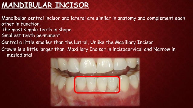 Dental Anatomy of Mandibular Incisors permanent teeth